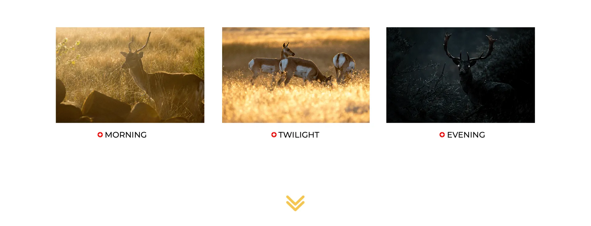 DNT Zulus LRF ZHD520R 5-20X HD Digital Scope • Blackwood Outdoors